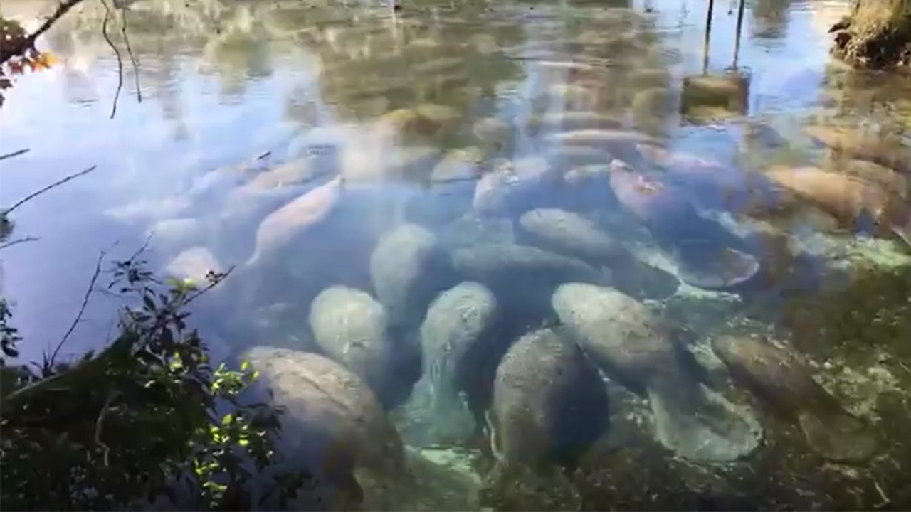 WATCH: Manatees caught on video huddling together to stay warm