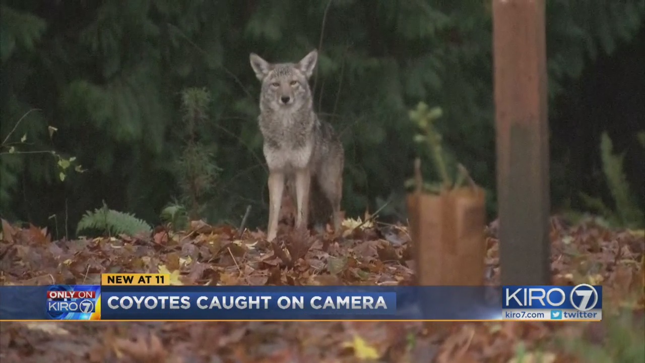 Coyotes threaten pets north of Ballard – KIRO 7 News Seattle