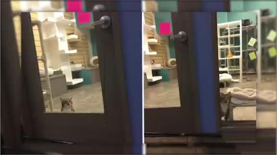 Quilty the cat helps break other cats out of kitty jail, gets solitary ...