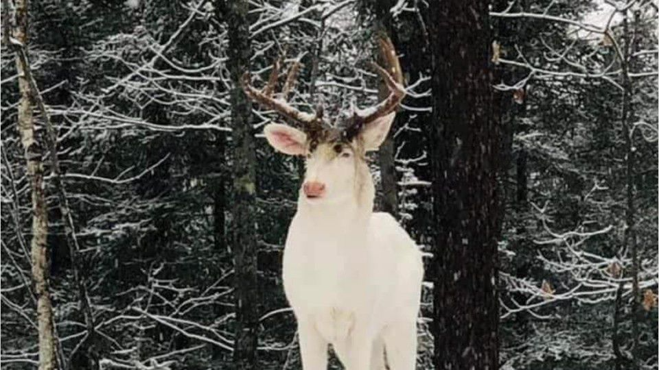 Must-see: Albino buck spotted in Wisconsin stuns in viral photos – WDBO