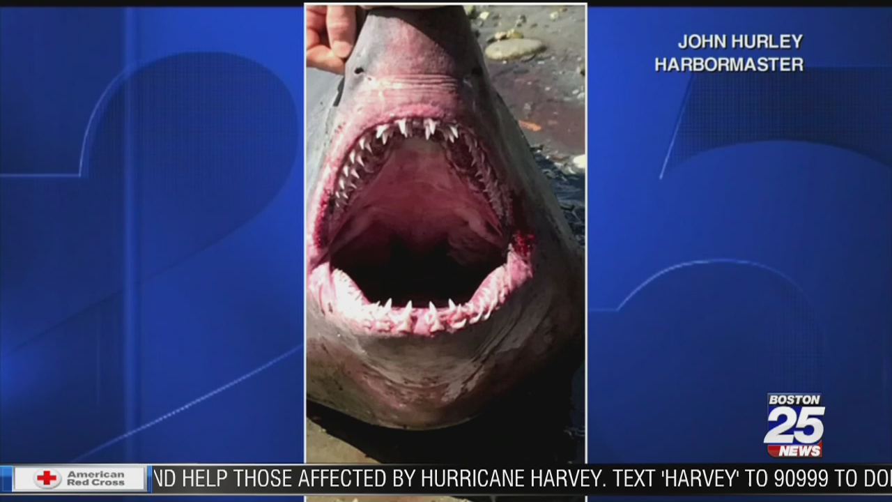 6-foot shark beached in Revere identified as porbeagle – Boston 25 News