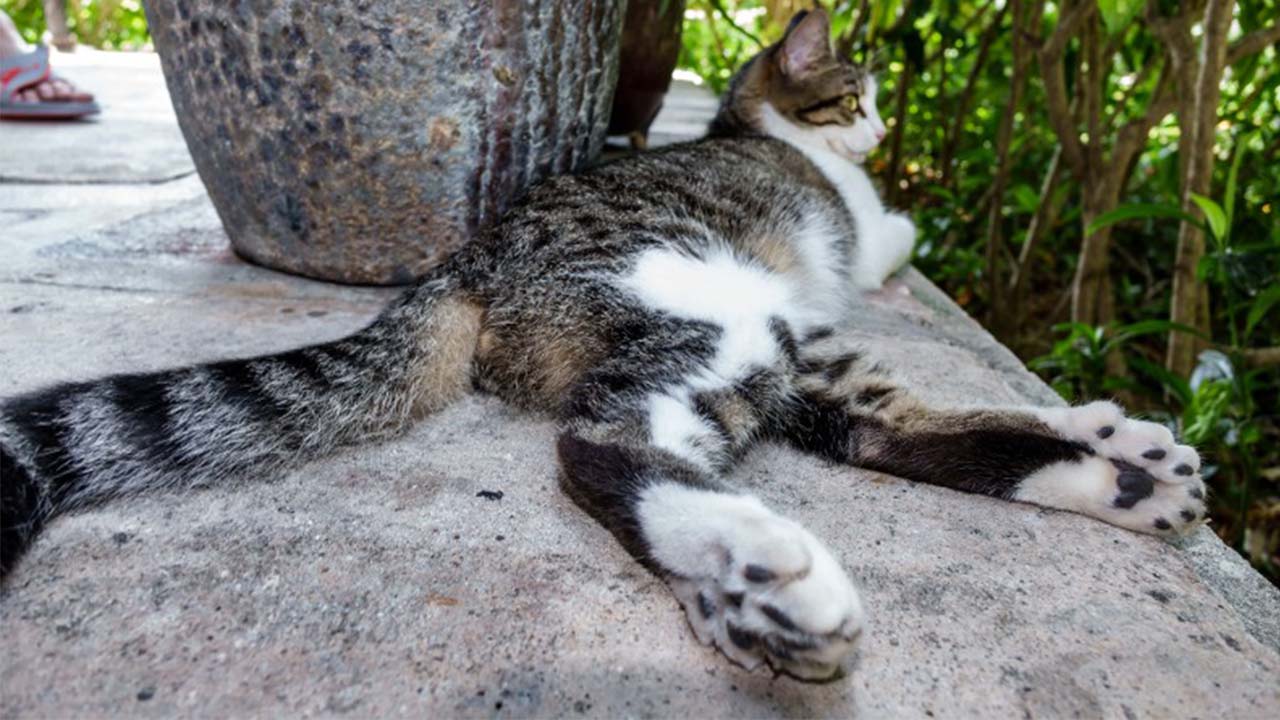 The six-toed cats of Ernest Hemingway's Florida Keys home are safe and ...