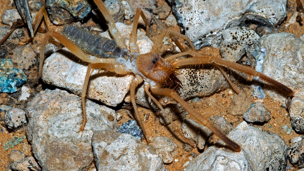 Man finds bizarre bug that appears part spider, part scorpion – Boston ...