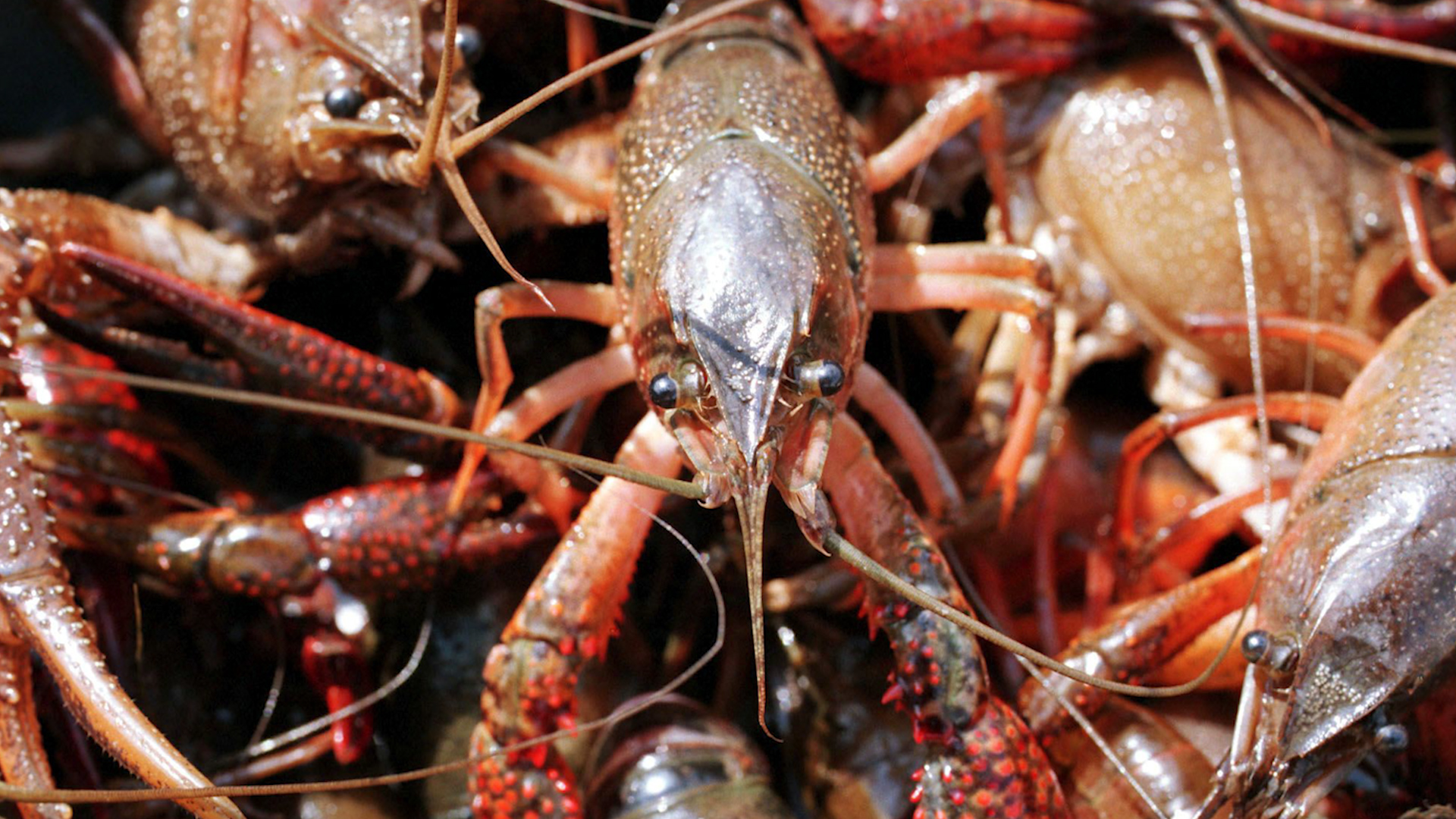 Dozens of crawdads crawl through New Mexico neighborhood