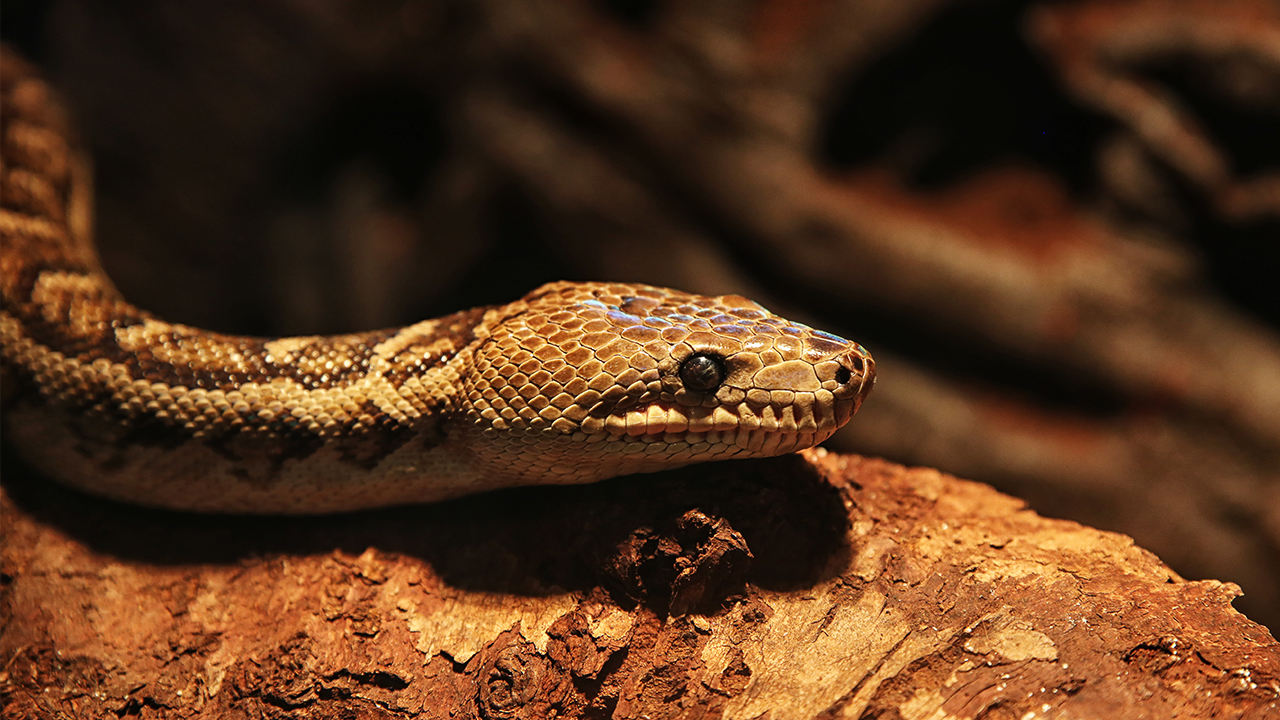 Scientist discovers snakes that engage in 'coordinated hunting' – WPXI