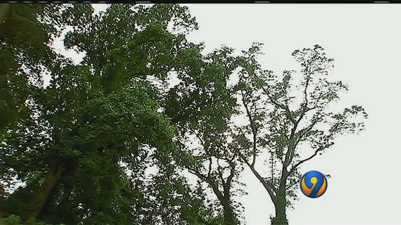 Charlotte's vital tree canopy in serious danger – WSOC TV