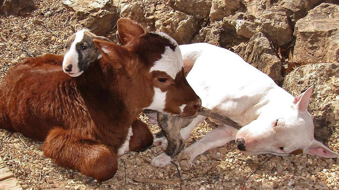 Pygmy Cow Dog