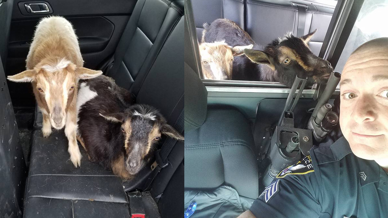 Police ‘arrest' goats on the lam