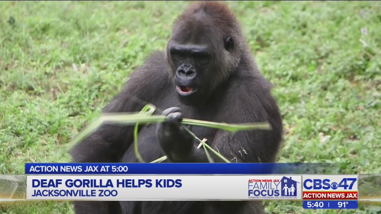Deaf gorilla at Jacksonville Zoo and Gardens helps hearing-impaired kids