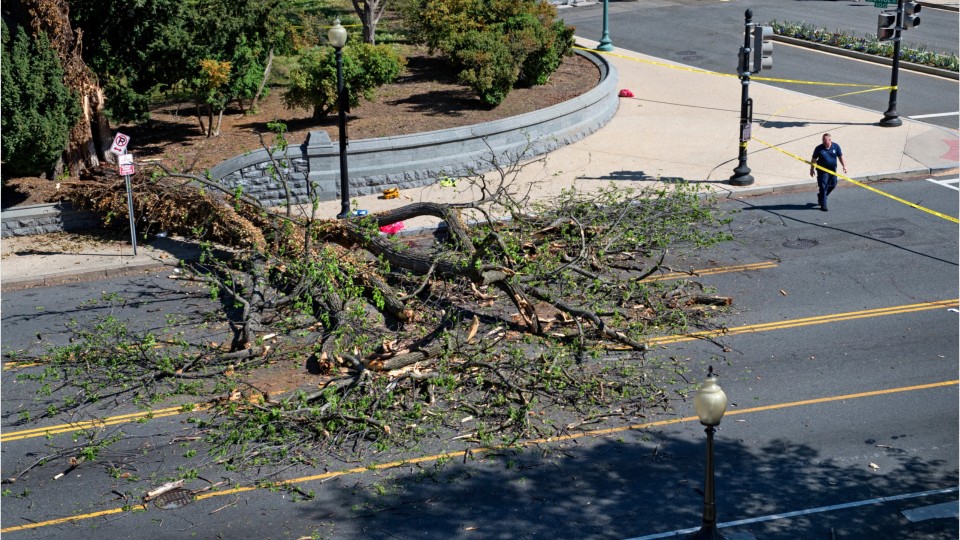 Man hit by falling tree branch on Capitol grounds dies