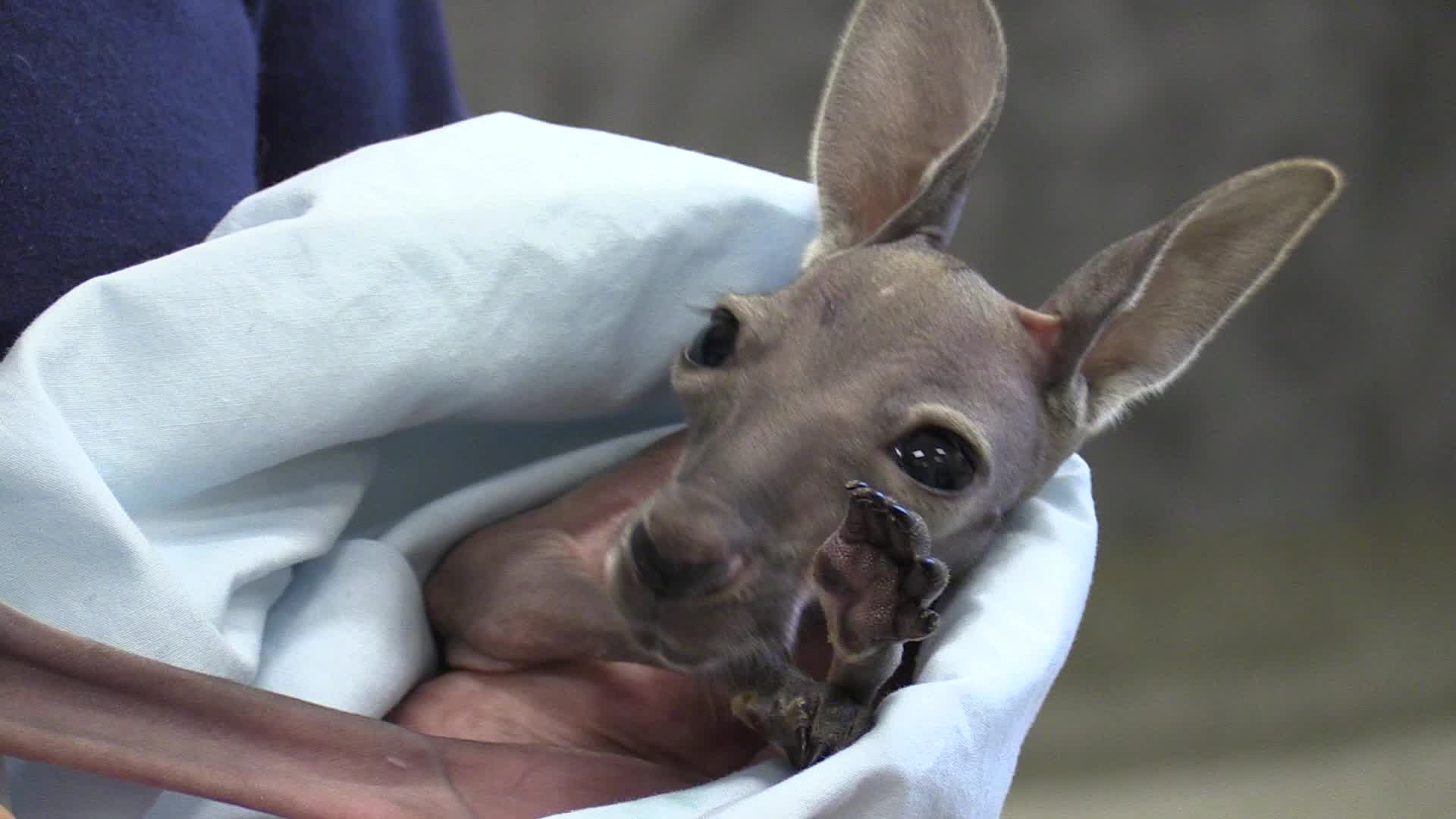 Newborn Baby Kangaroo