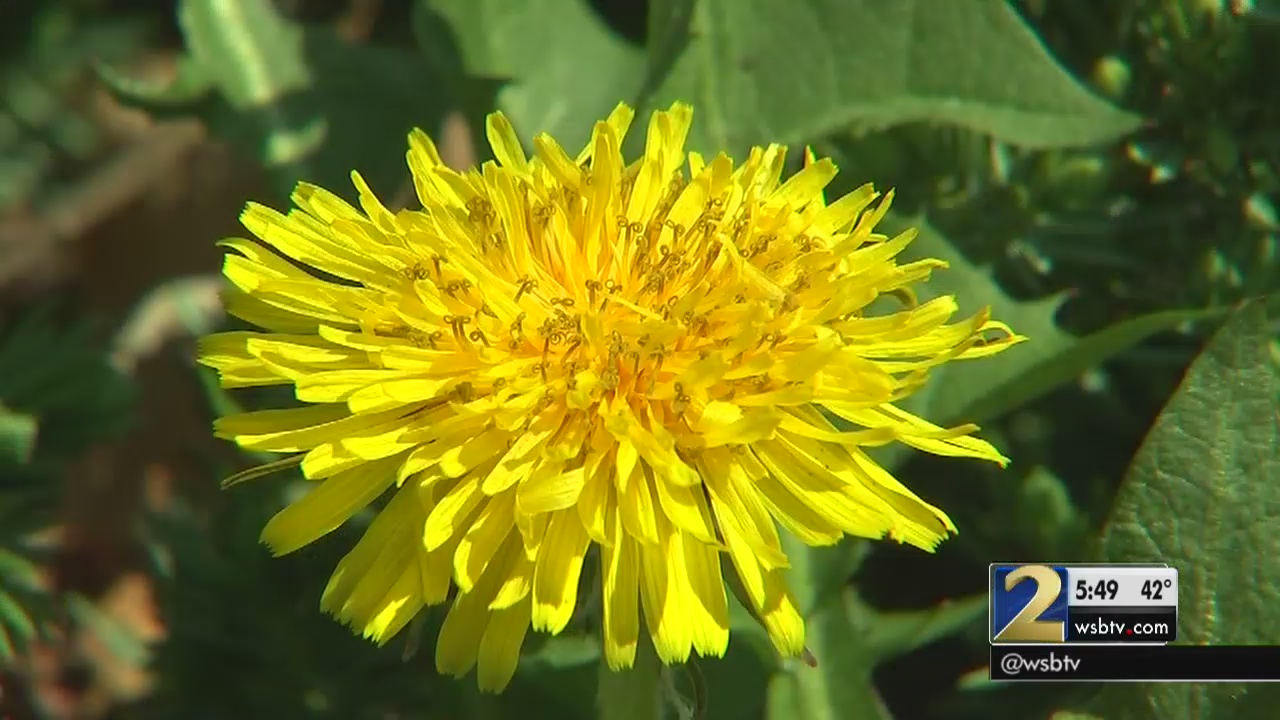 A 'pollen explosion' is coming to Georgia – WSB-TV Channel 2 - Atlanta