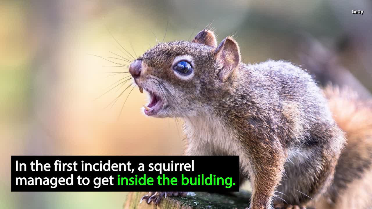 Another squirrel attack reported at Florida senior living facility ...