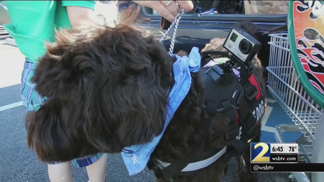 Fake service animals: 'Like parking in handicap spot when you're not ...
