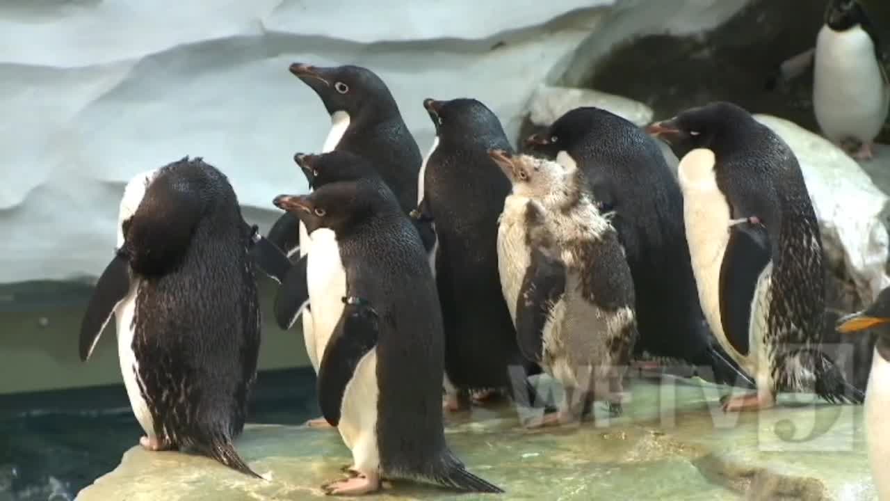 SeaWorld penguin receives customized wetsuit – WSOC TV