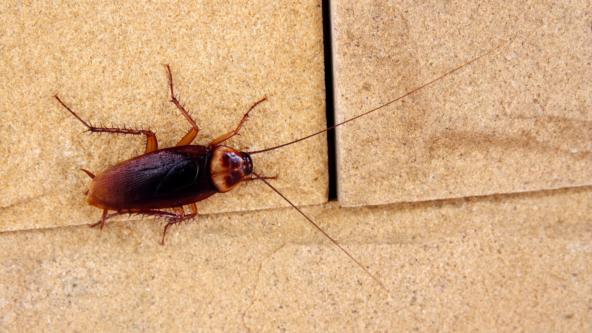 Large cockroach extracted alive from woman's skull – WSOC TV