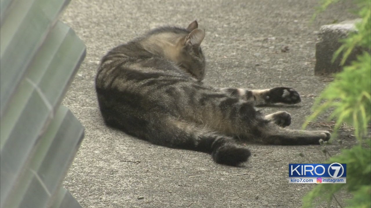 Furry exterminators tackle rat problem – KIRO 7 News Seattle