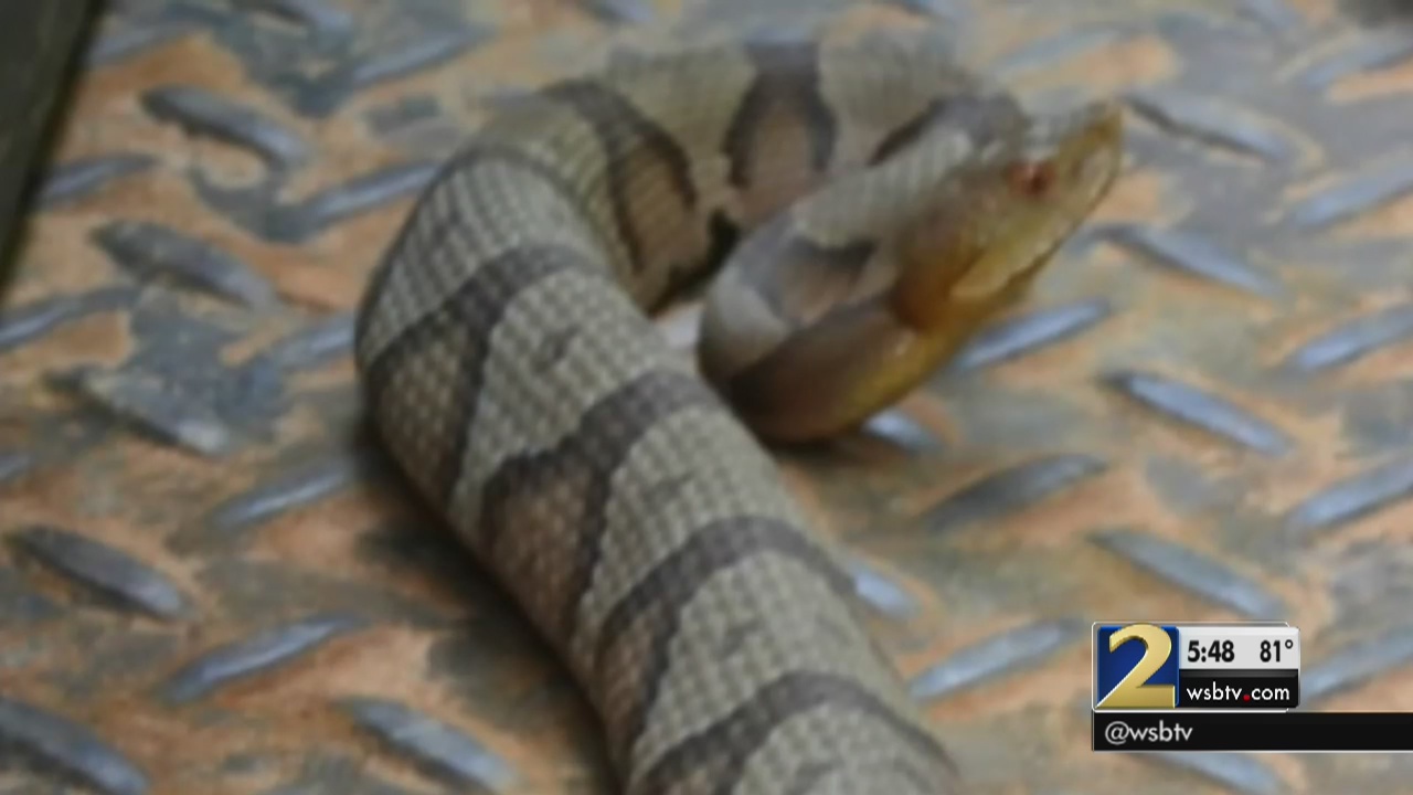 Man bitten by copperhead snake in children's play area