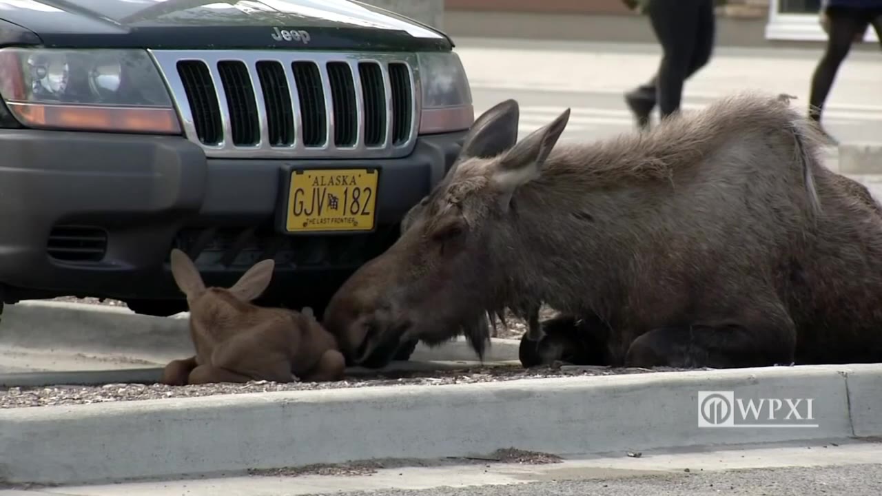 Even Alaskans are surprised to see moose give birth in a parking lot – WPXI