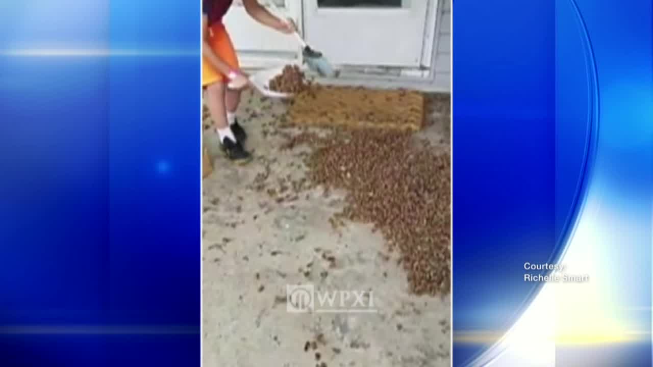 Yikes! Video shows cicada invasion at Ohio home – WPXI