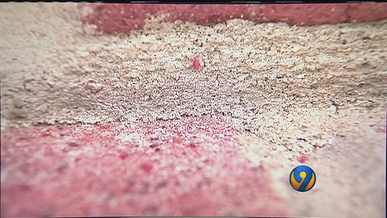 Clover mites, midges resurface due to dry conditions – WSOC TV