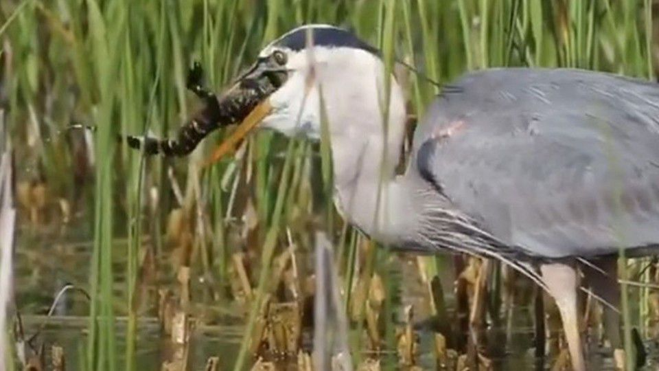 Great blue heron eats baby alligator in Florida lake – WSOC TV