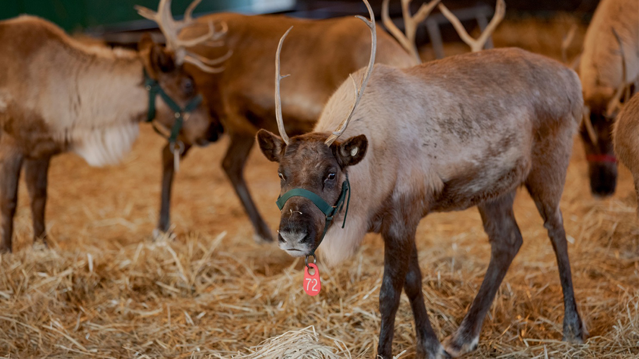 On Dasher, On Dancer: Santa’s reindeer get cleared for Christmas Eve flight