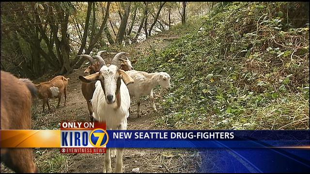 Seattle's new drug-fighters are goats
