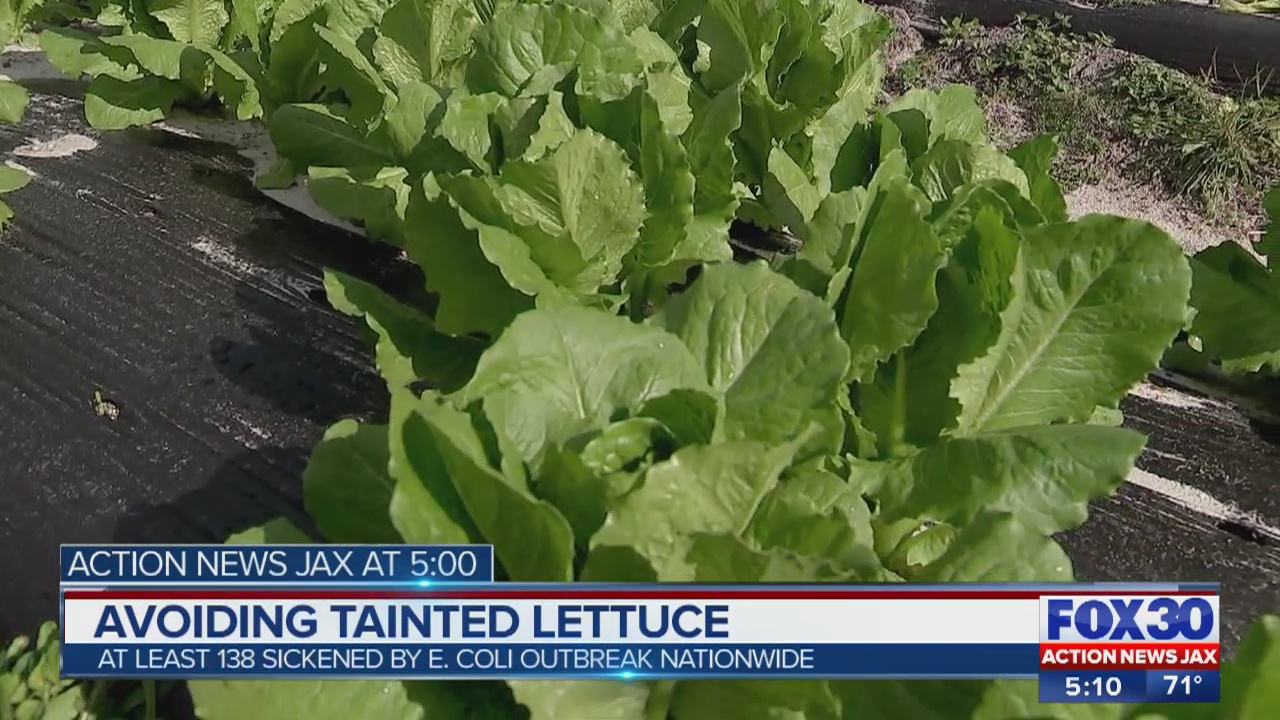 Jacksonville farmer: Buying local romaine lettuce can help avoid ...