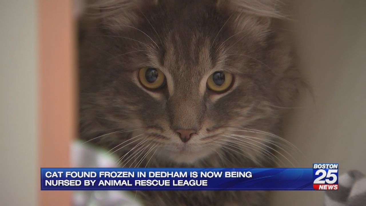 Cat found frozen to shipping container in Dedham recovering